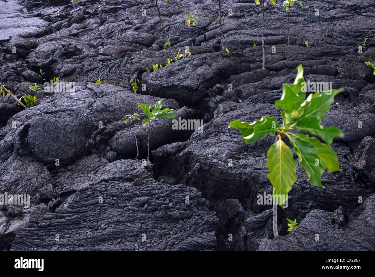 Lava vegetation hi-res stock photography and images - Alamy