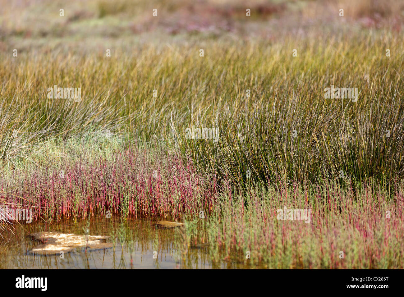Salicornia plant in swamp field Stock Photo - Alamy