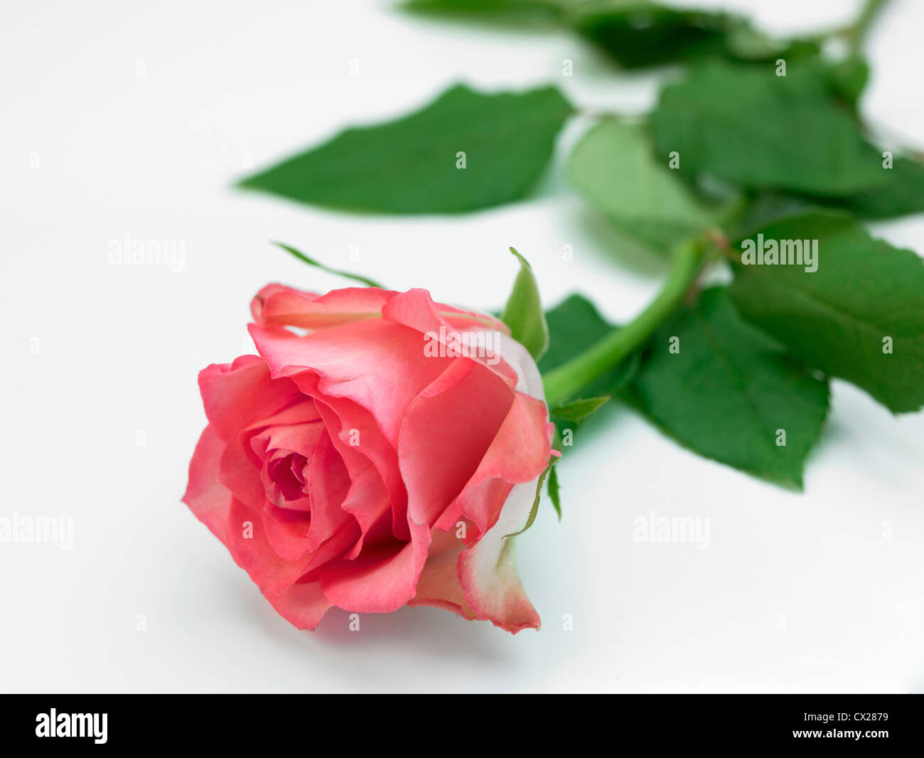 Selectivity hi-res stock photography and images - Alamy