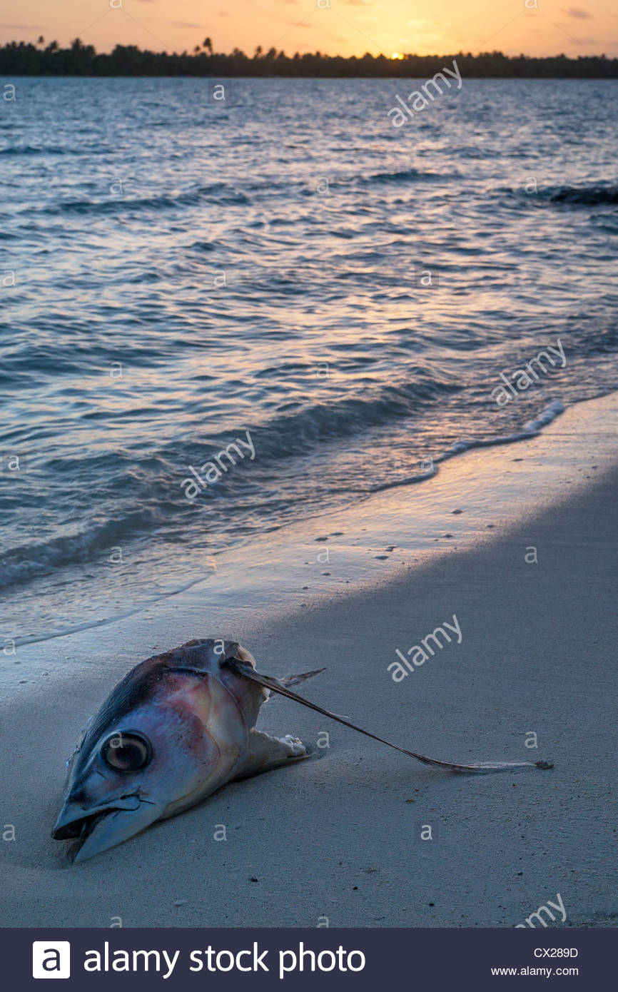 Tuna Head Stock Photos & Tuna Head Stock Images - Alamy