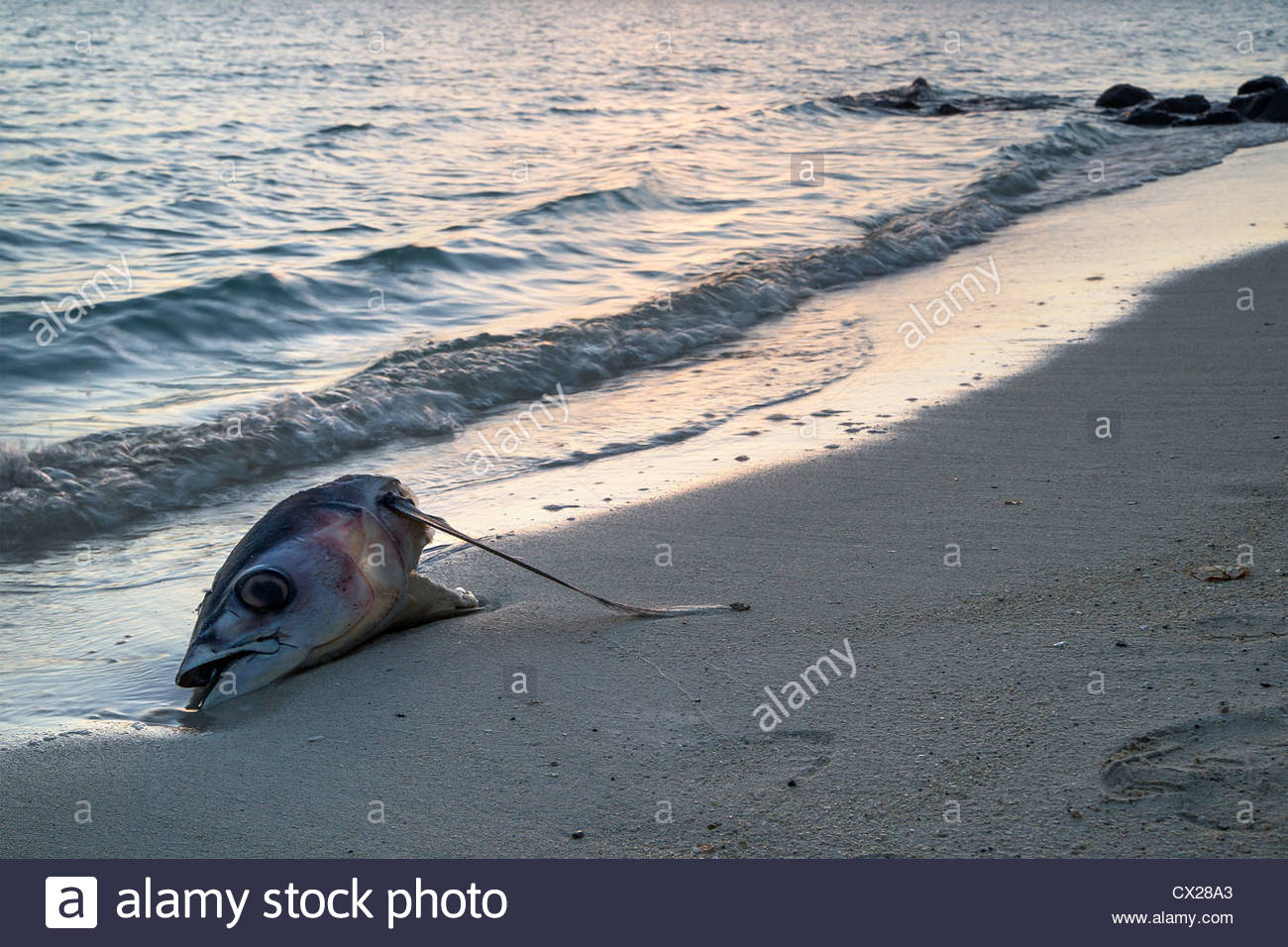 Tuna Head Stock Photos & Tuna Head Stock Images - Alamy