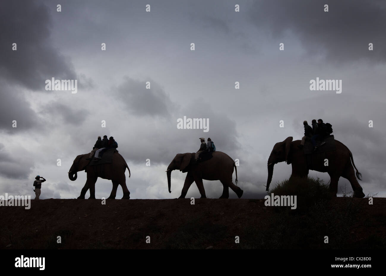 People going on an elephant ride, South Africa Stock Photo - Alamy