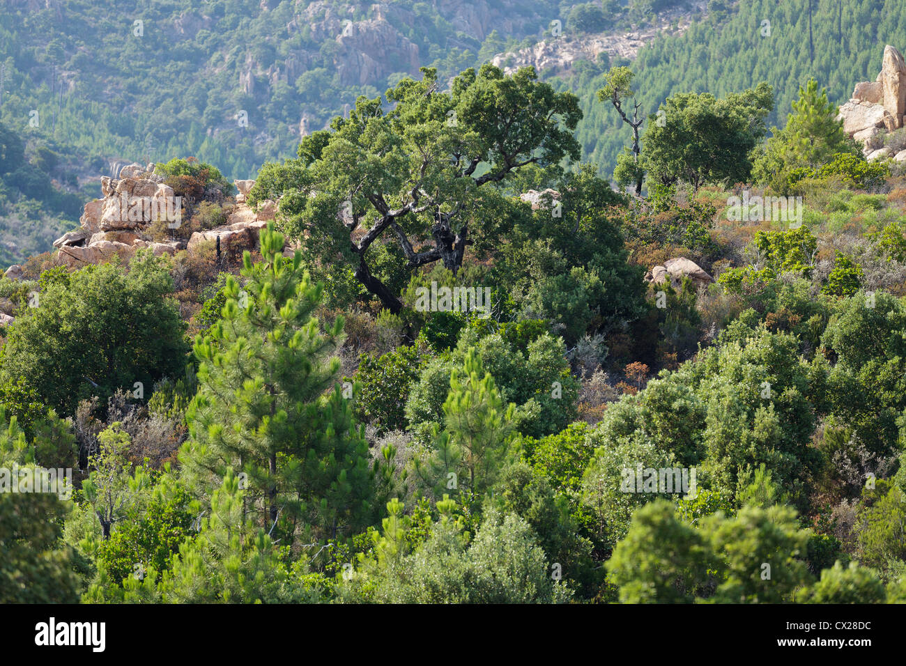 wild mediterranean scrubland landscape and pine trees in Corsica island ...