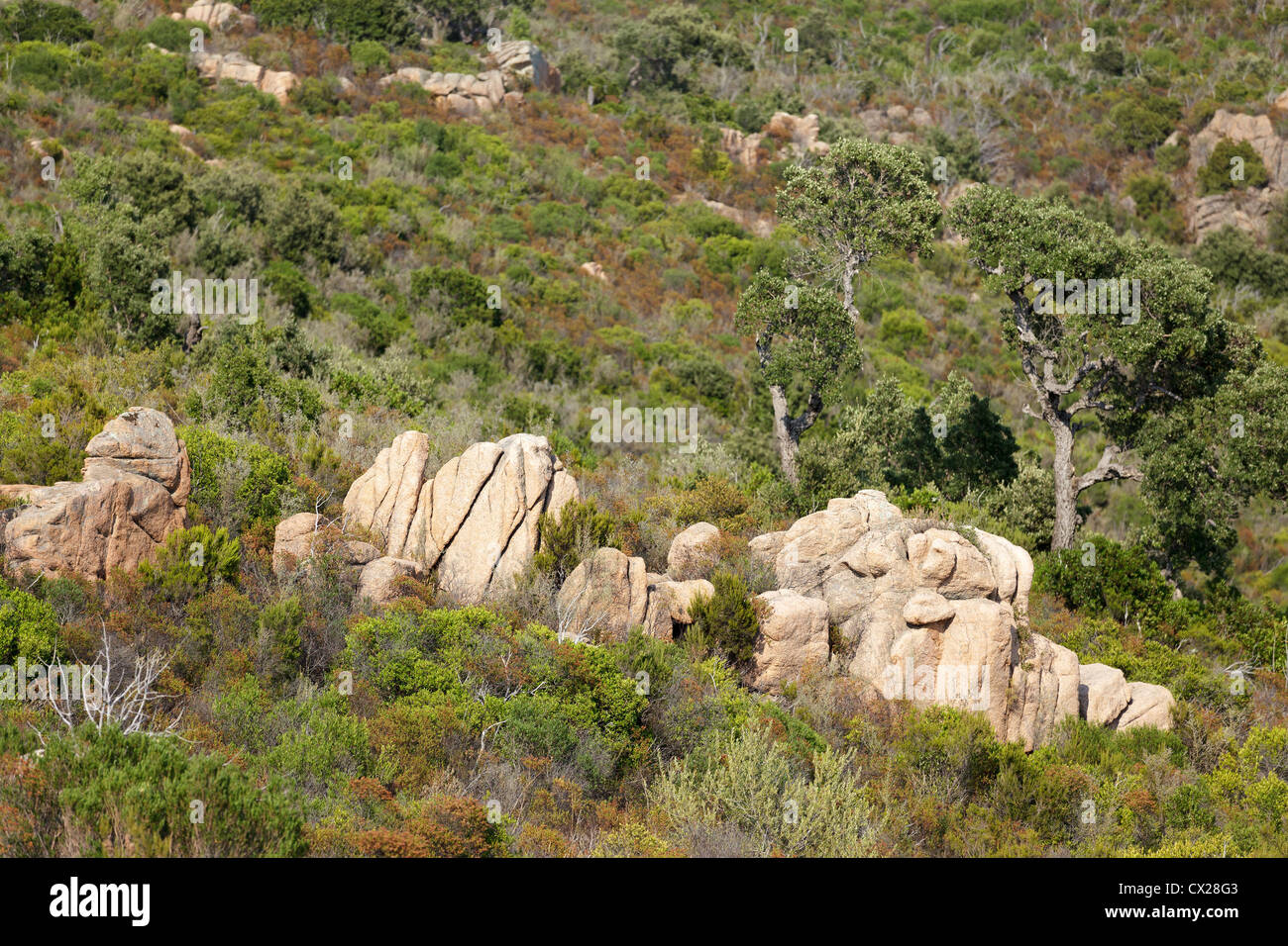 wild mediterranean scrubland landscape in Corsica island, France Stock ...