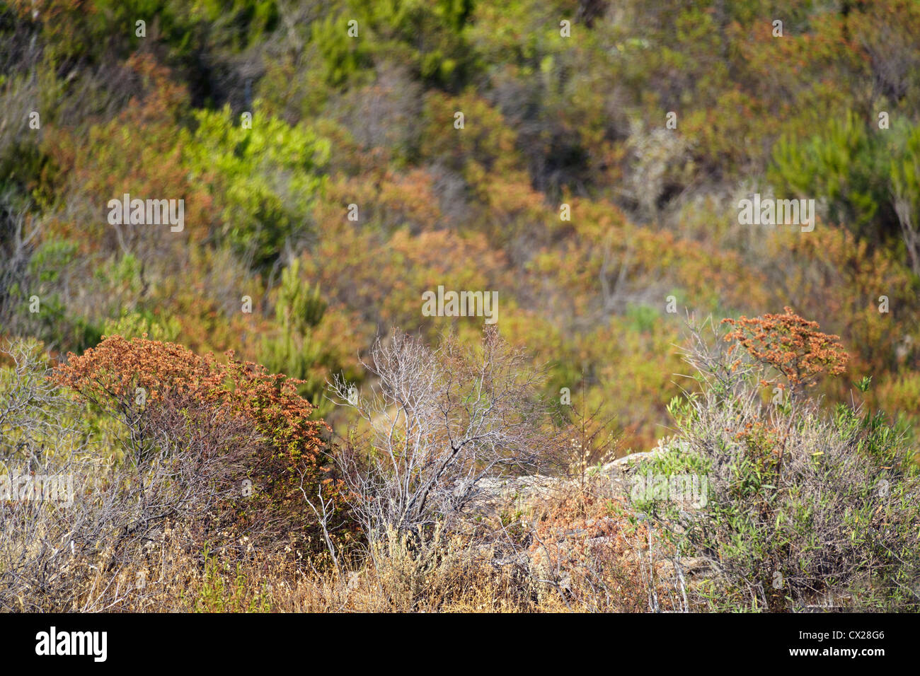 Mediterranean scrubland hi-res stock photography and images - Alamy