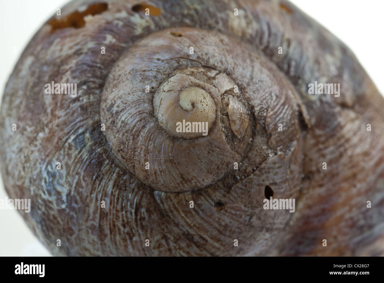 Extreme close up of a garden snail shell - an ideal background image ...