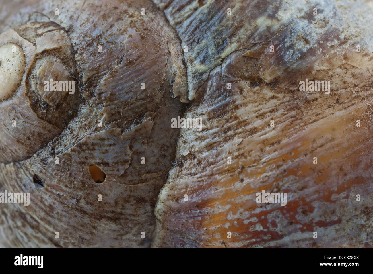 Extreme close up of a garden snail shell - an ideal background image ...