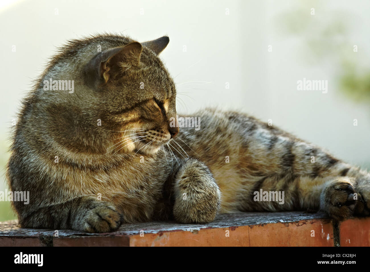 Cat laying on the bricks hi-res stock photography and images - Alamy