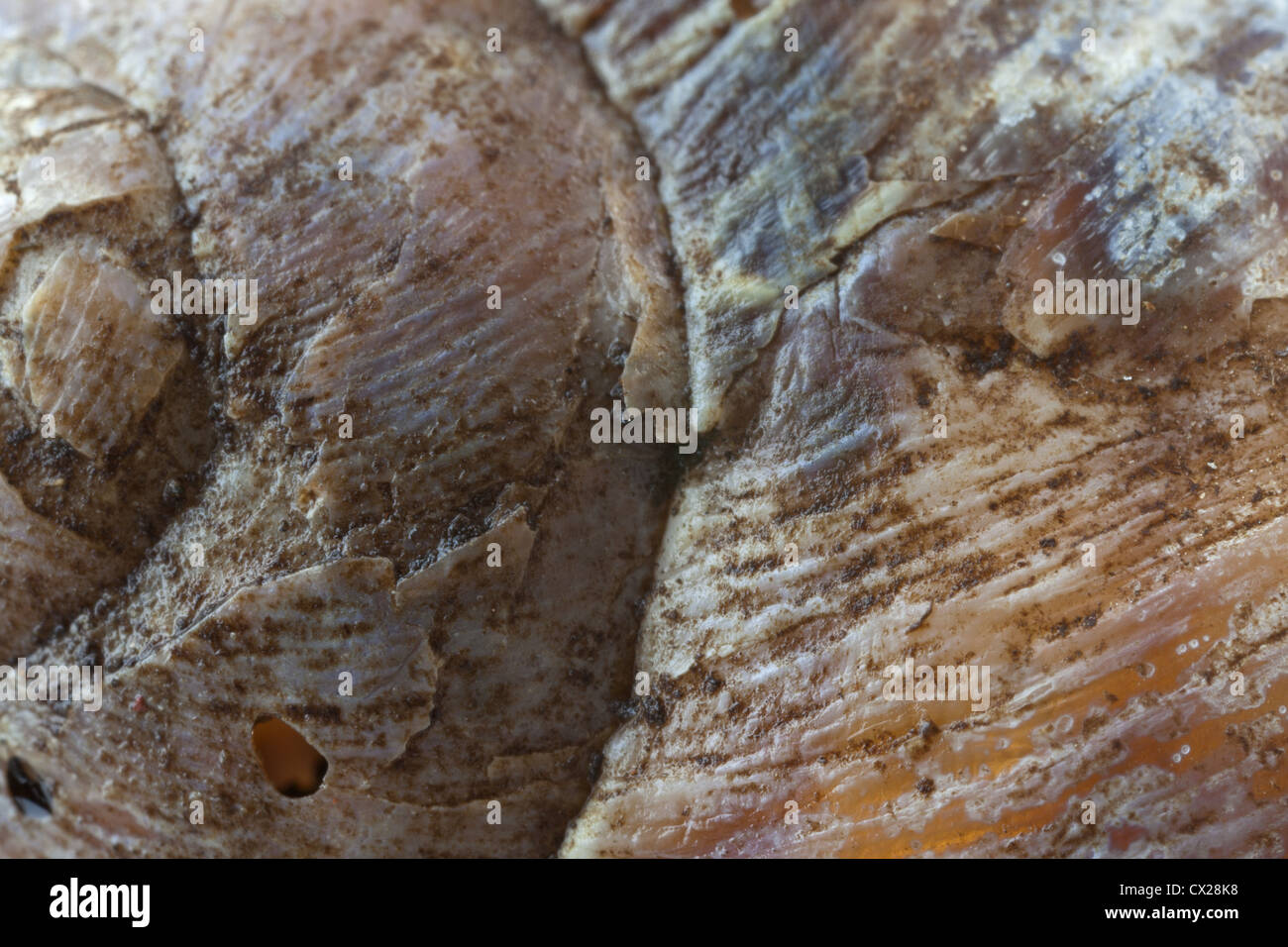 Extreme close up of a garden snail shell - an ideal background image ...