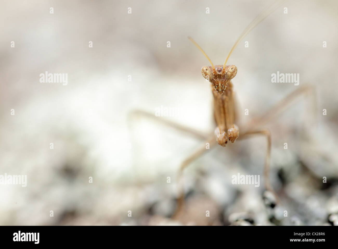 Lichen mantis hi-res stock photography and images - Alamy