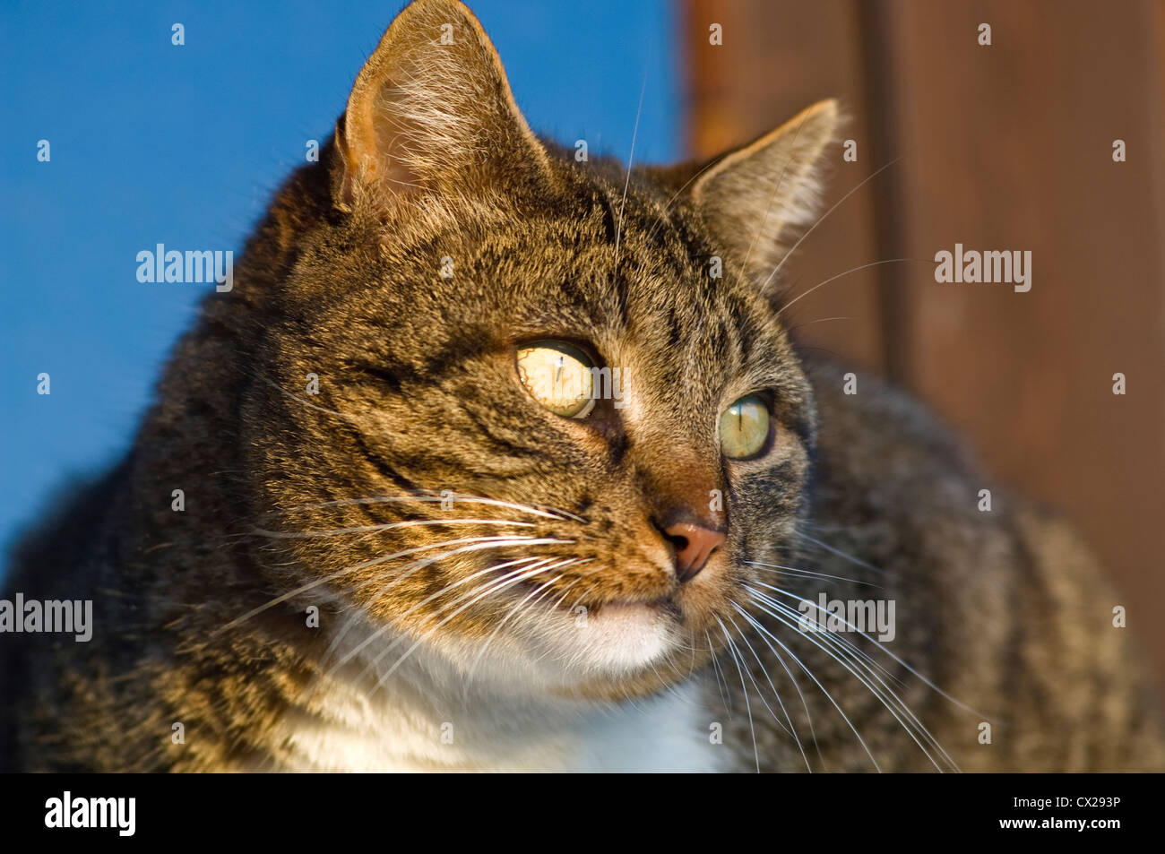 Tomcat sitting on window sill observing something attentively Stock ...