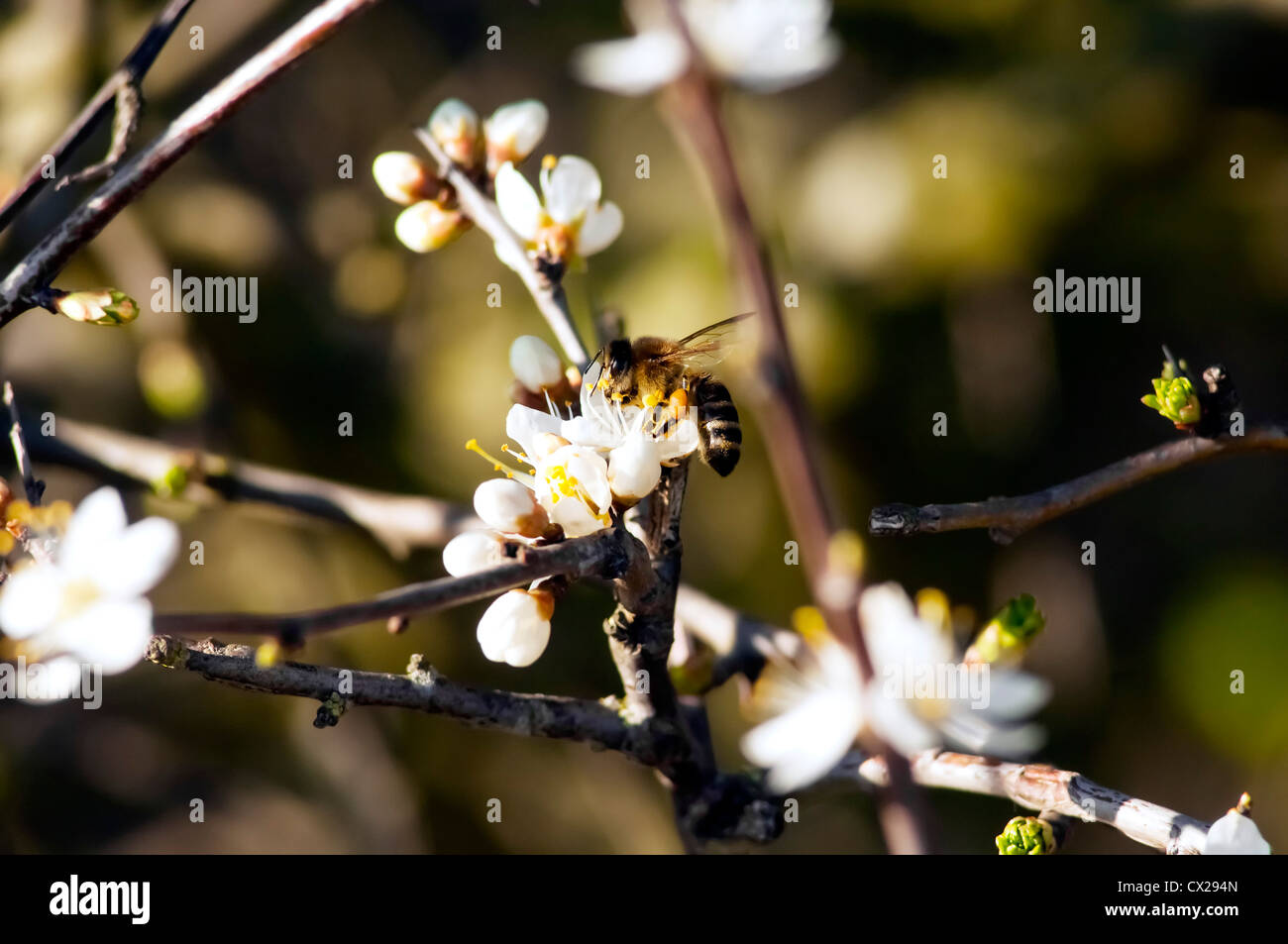 Honey Bee on Blossom Apis Mellifera Stock Photo - Alamy