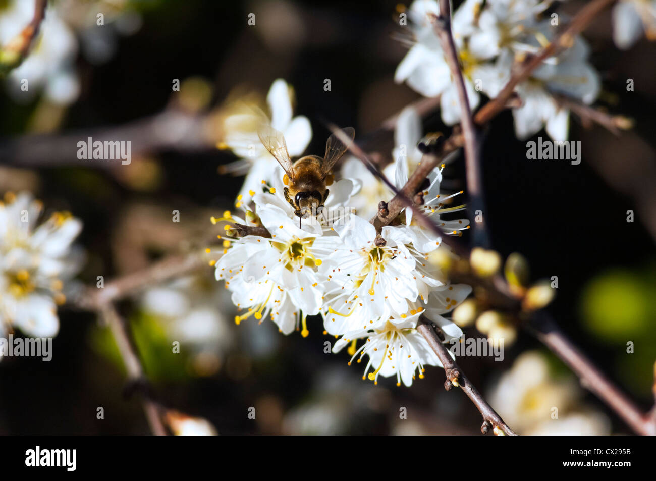 Honey Bee On blossom Apis Mellifera Stock Photo - Alamy