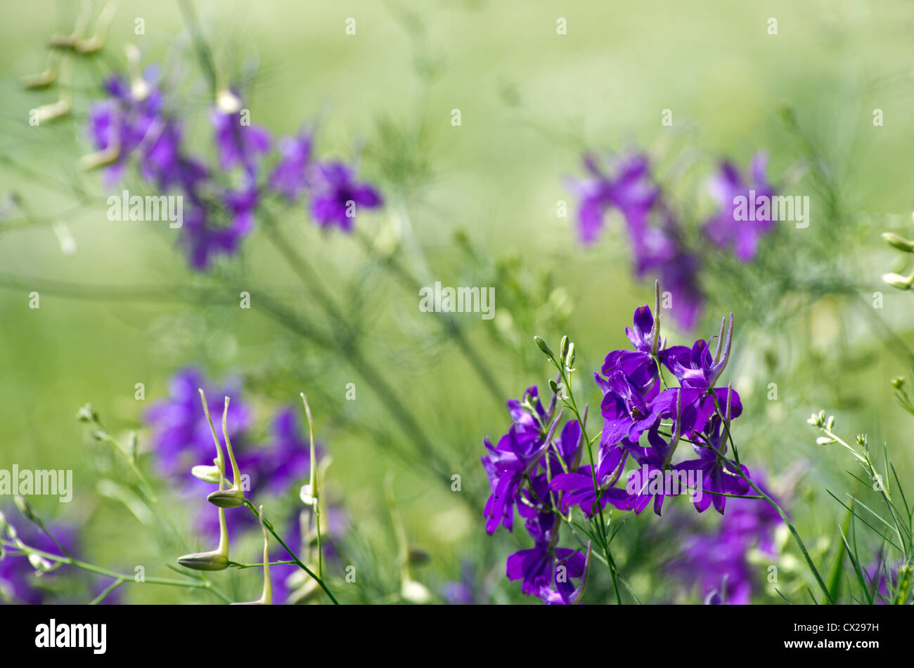 blue spring flower on the field Stock Photo - Alamy