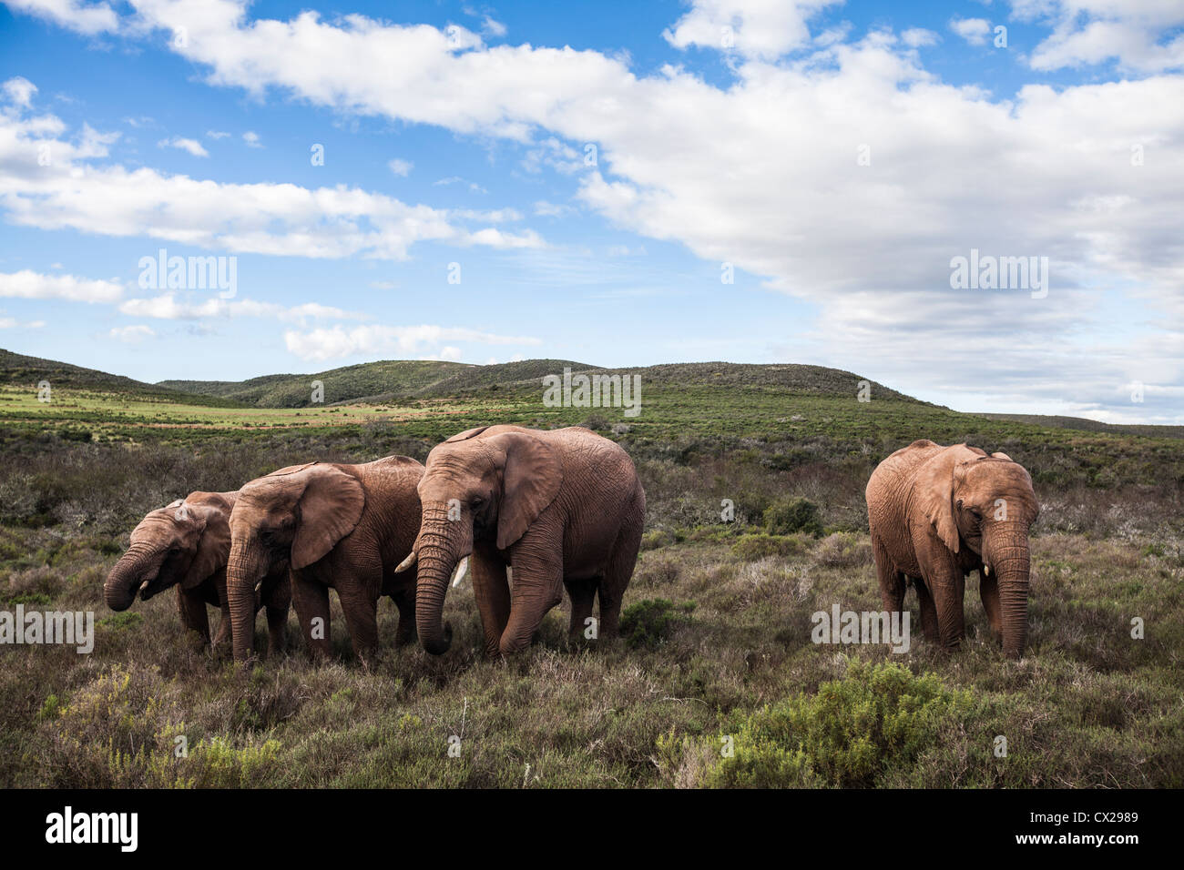 Elephants and vegetation hi-res stock photography and images - Alamy