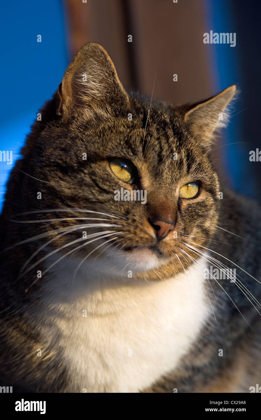 Tomcat sitting on window sill observing something Stock Photo - Alamy
