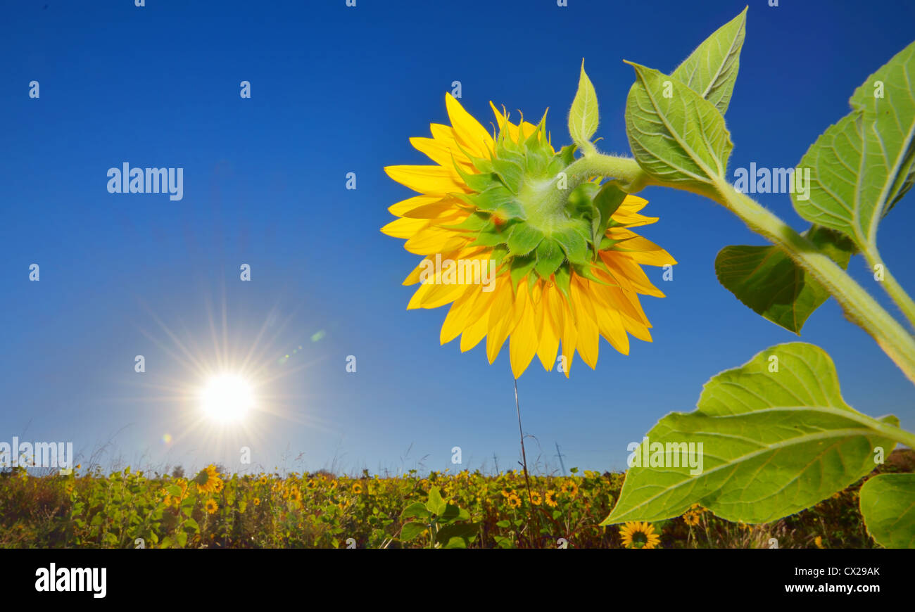 Sunflower seed details hi-res stock photography and images - Alamy