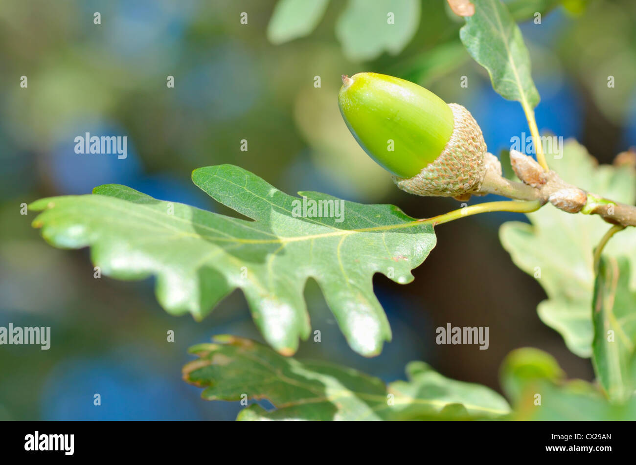 Acorn texture hi-res stock photography and images - Alamy