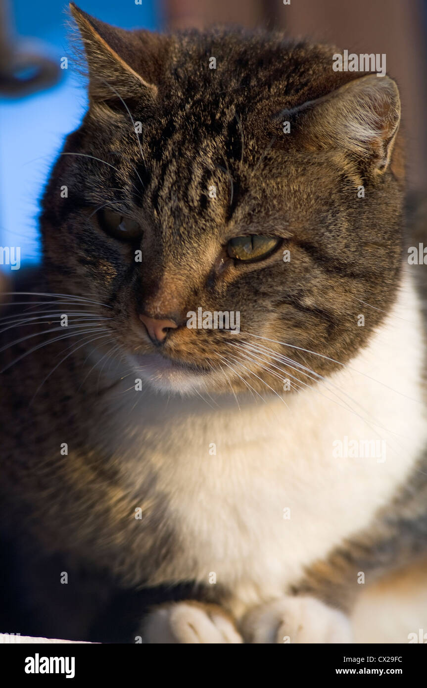 Observing portraits hi-res stock photography and images - Alamy
