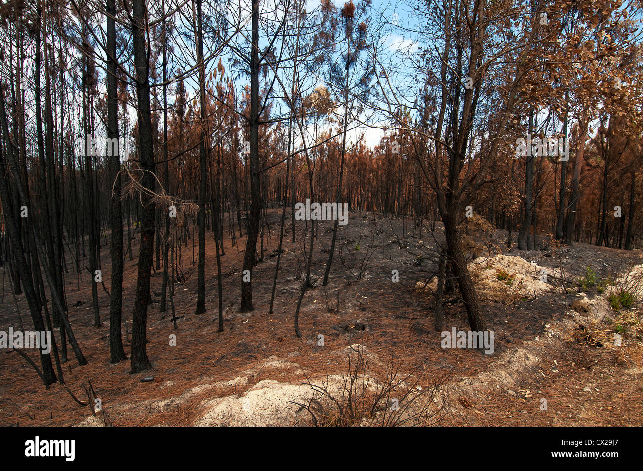 Recent forest fire burn hi-res stock photography and images - Alamy