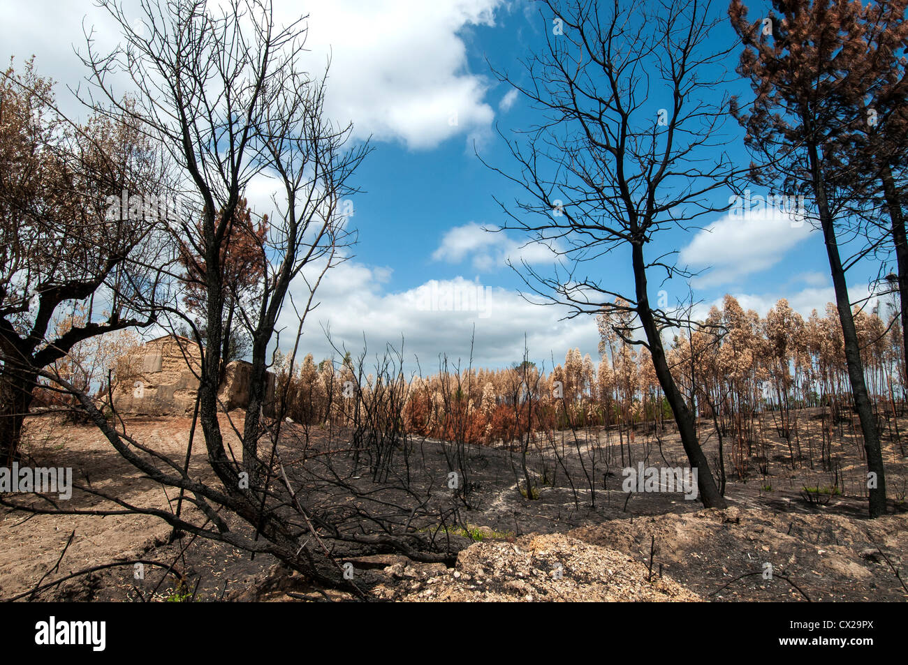 Death of huge tree hi-res stock photography and images - Alamy