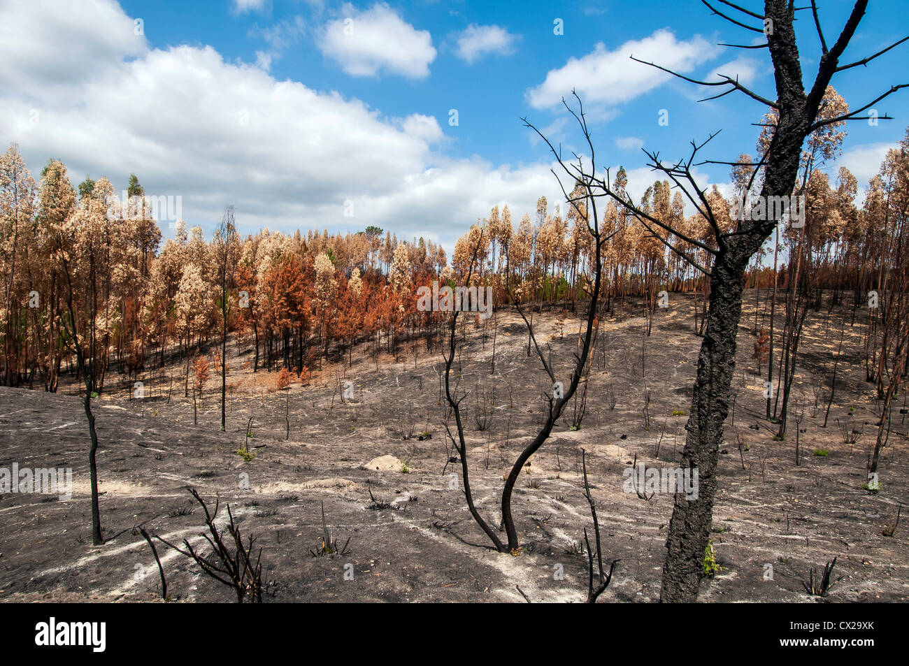 Death of huge tree hi-res stock photography and images - Alamy