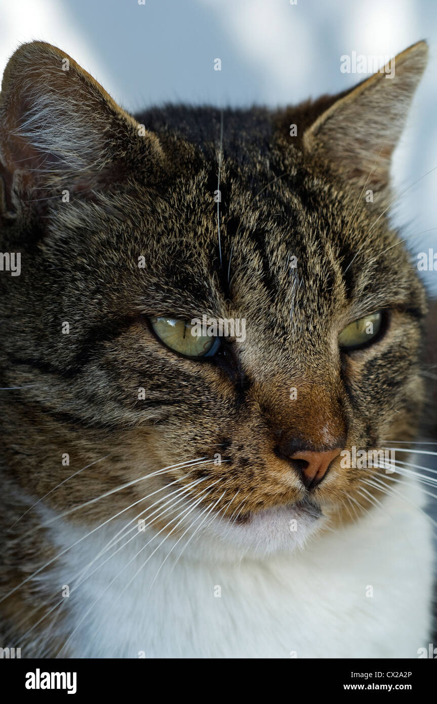 Portrait of a tabby tomcat attentively observing something Stock Photo ...