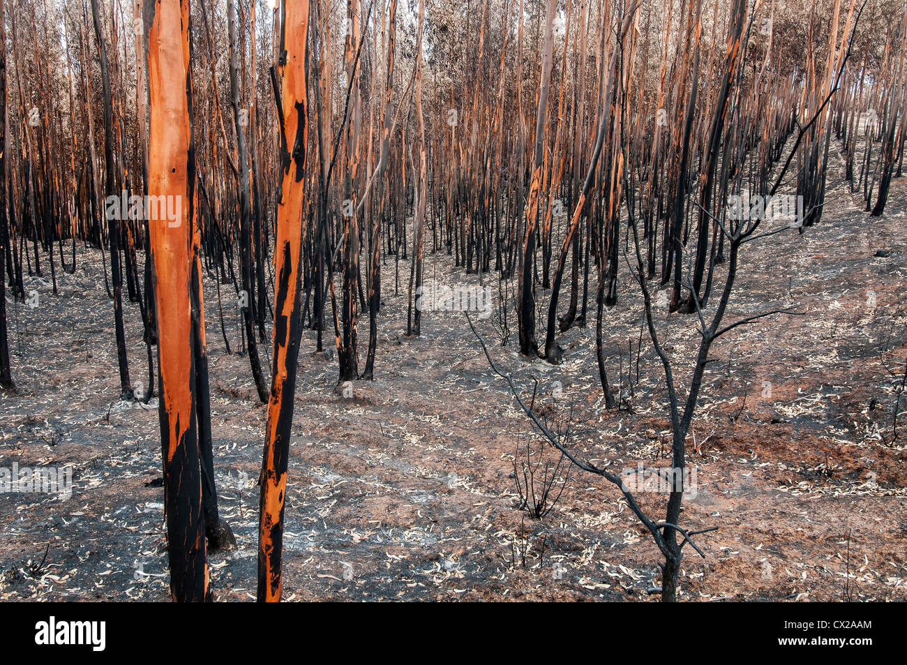 Regeneration after forest fire hi-res stock photography and images - Alamy