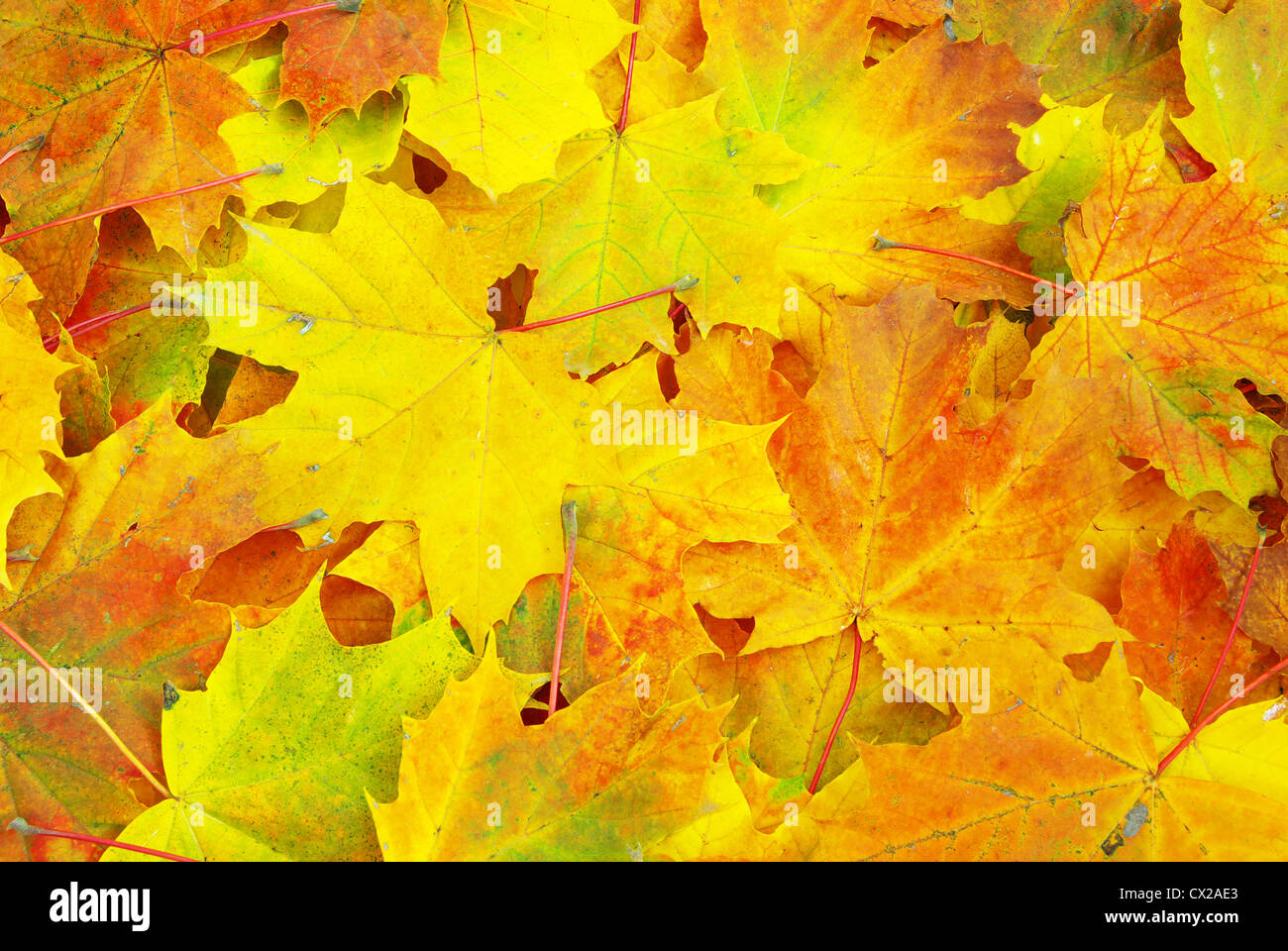 Texture of a maple leaf as background Stock Photo - Alamy