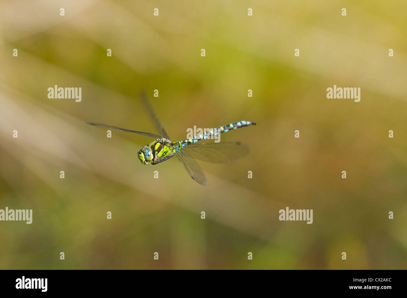 Male Emperor dragonfly in flight over heathland pond Stock Photo - Alamy