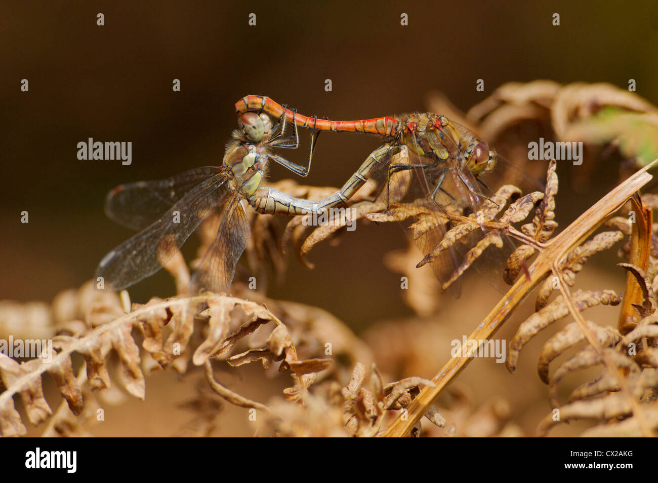 Common Darter dragonflies mating Stock Photo - Alamy