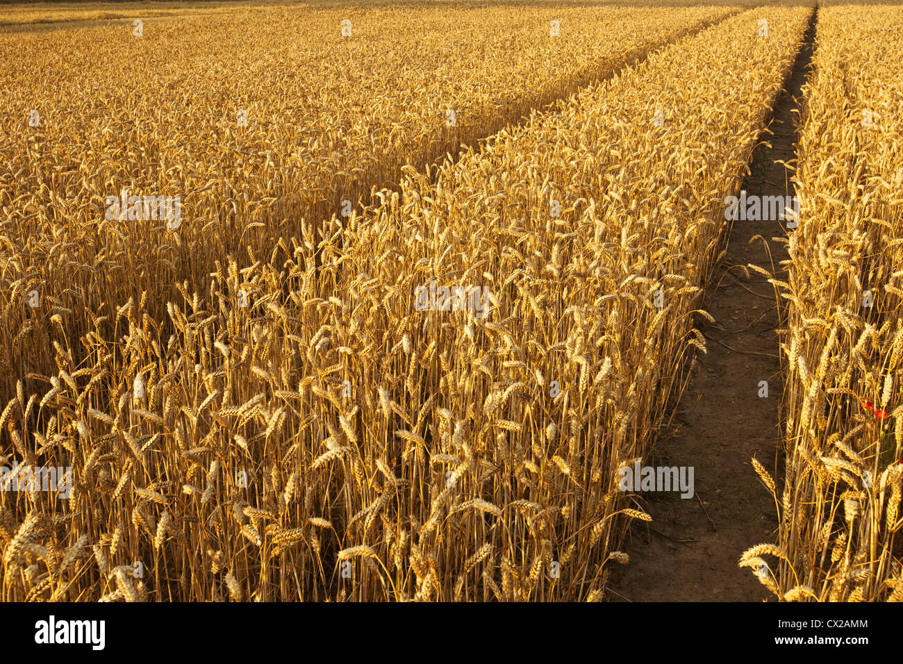 Wheat field uk hi-res stock photography and images - Alamy