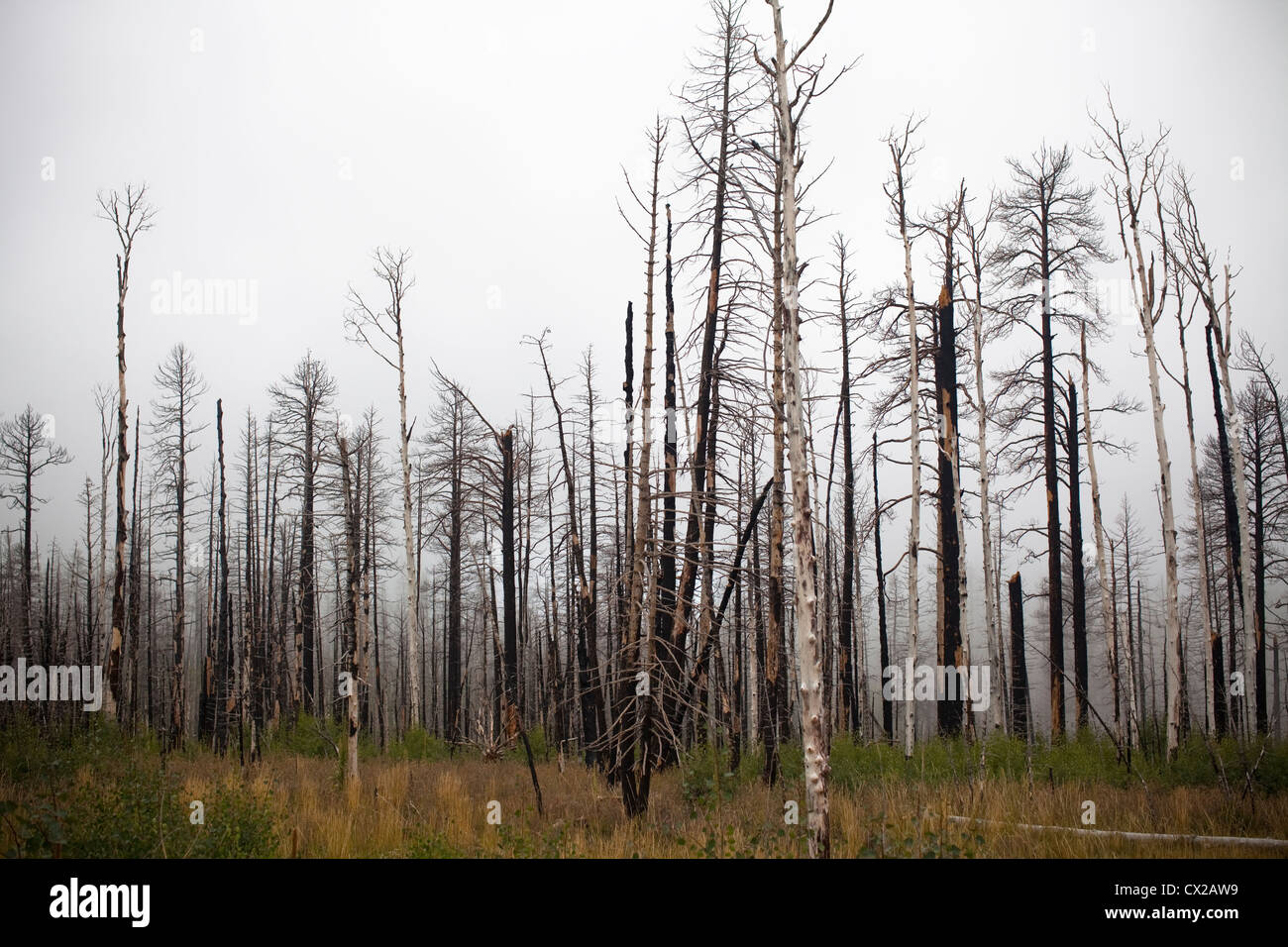 North Rim Grand Canyon, Forest recovering after fire Stock Photo - Alamy
