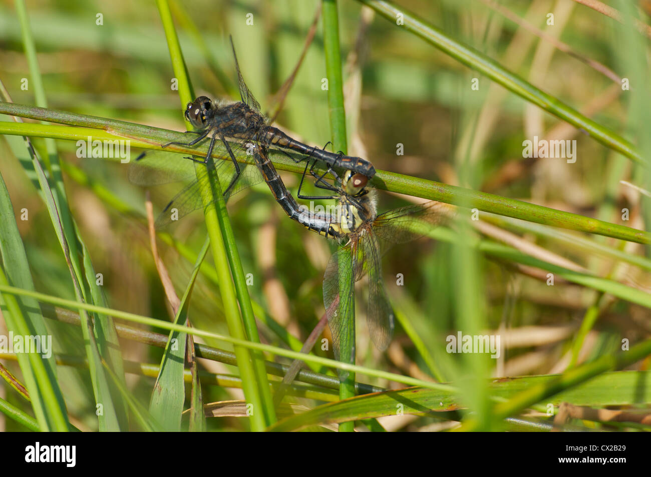 Black Darter dragonflies mating Stock Photo - Alamy
