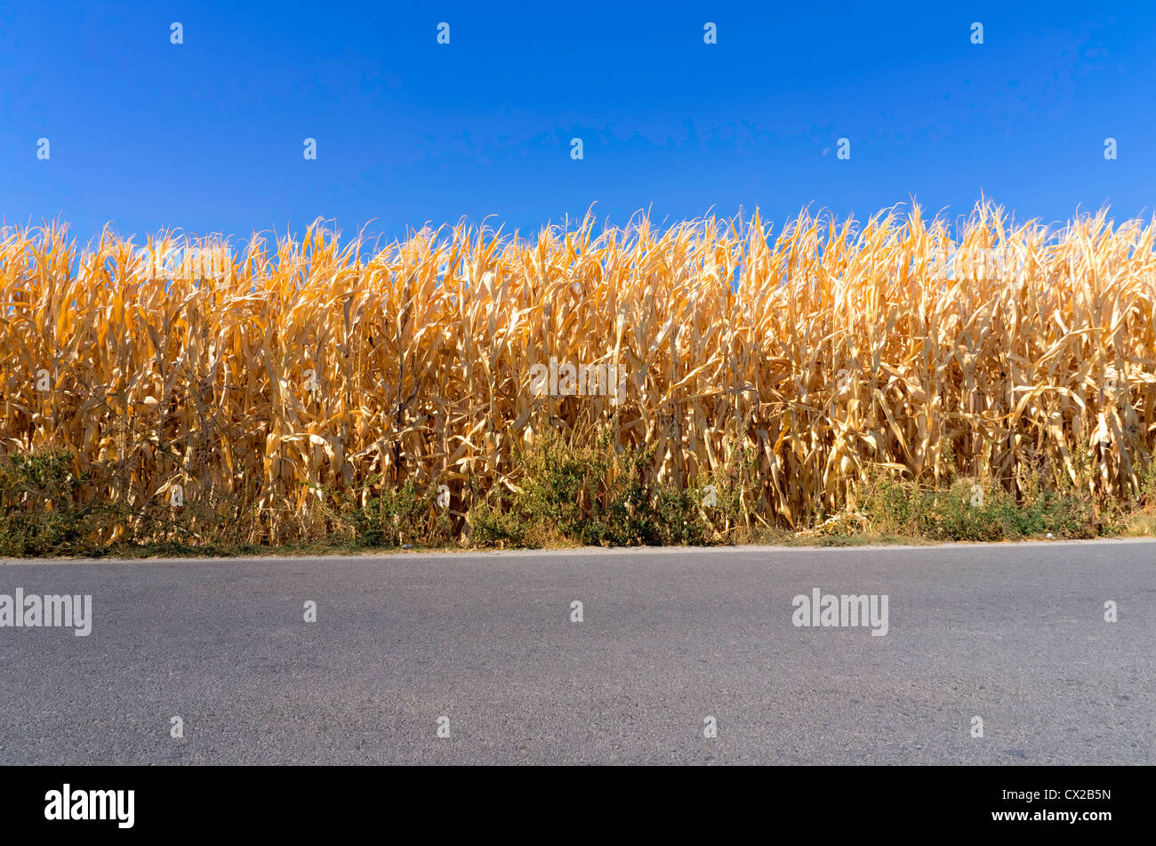 Maize field with road hi-res stock photography and images - Alamy