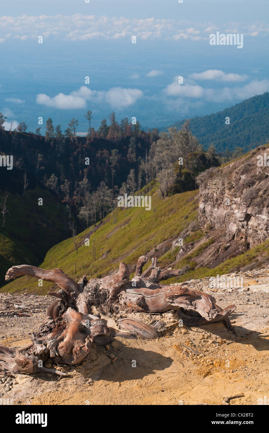 Tree stumps mountain hi-res stock photography and images - Alamy