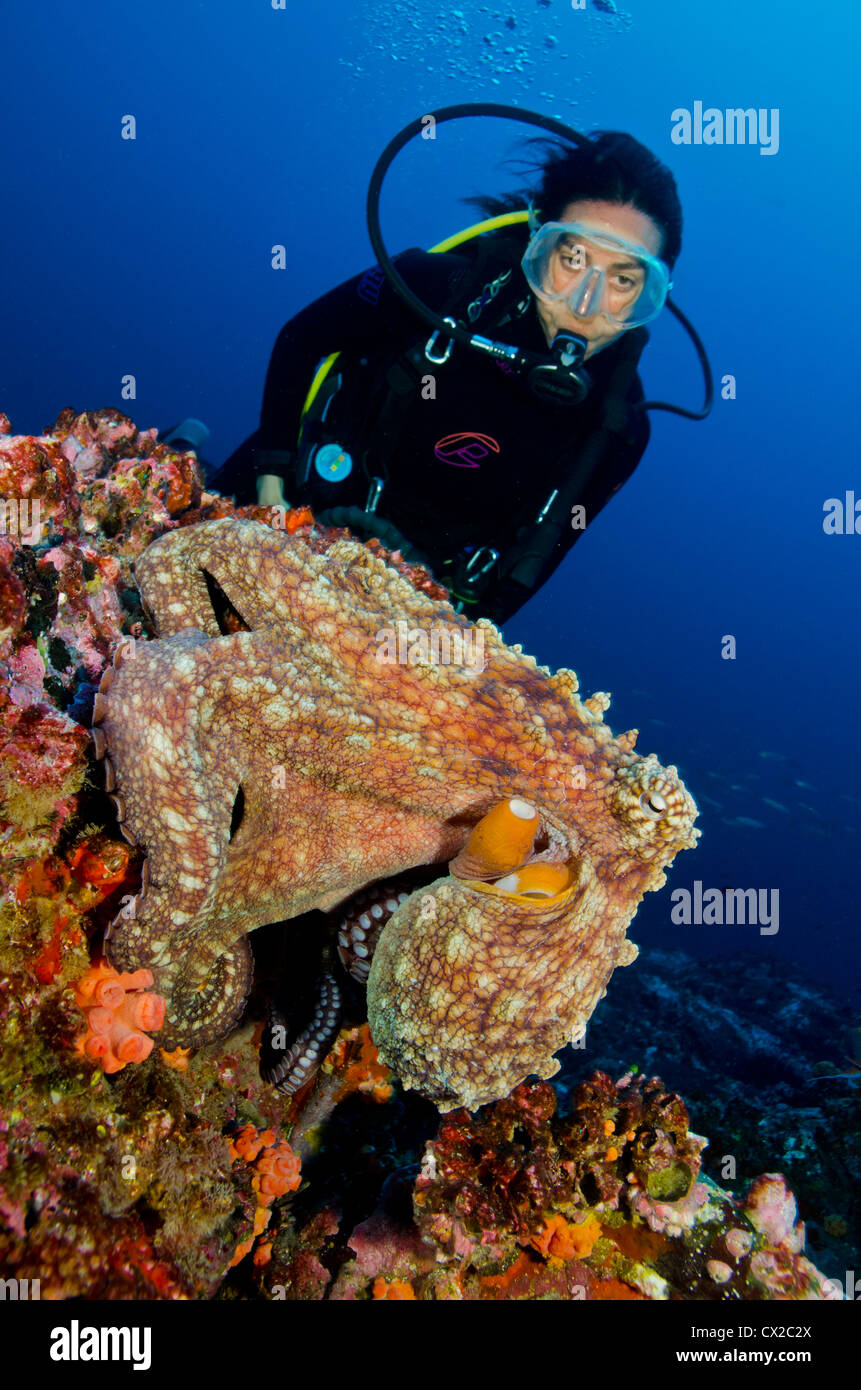 Female diver in colorful reefscape with an octopus hi-res stock ...