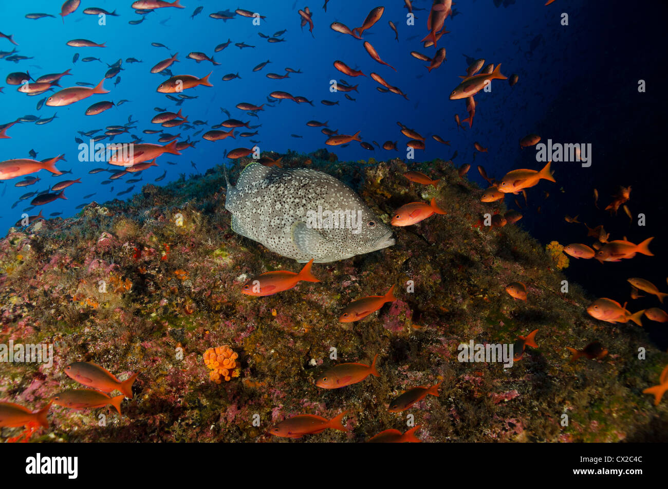 Cocos island, Costa Rica, grouper fish, fish, coral reef, ocean, sea ...