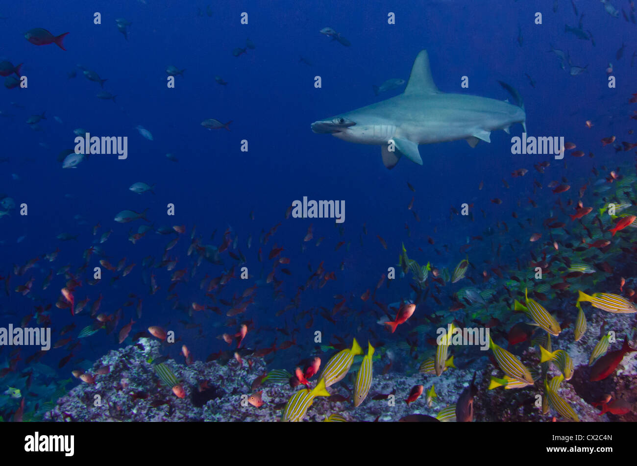Cocos Island, Costa Rica, underwater sea life, sharks, white tip shark ...