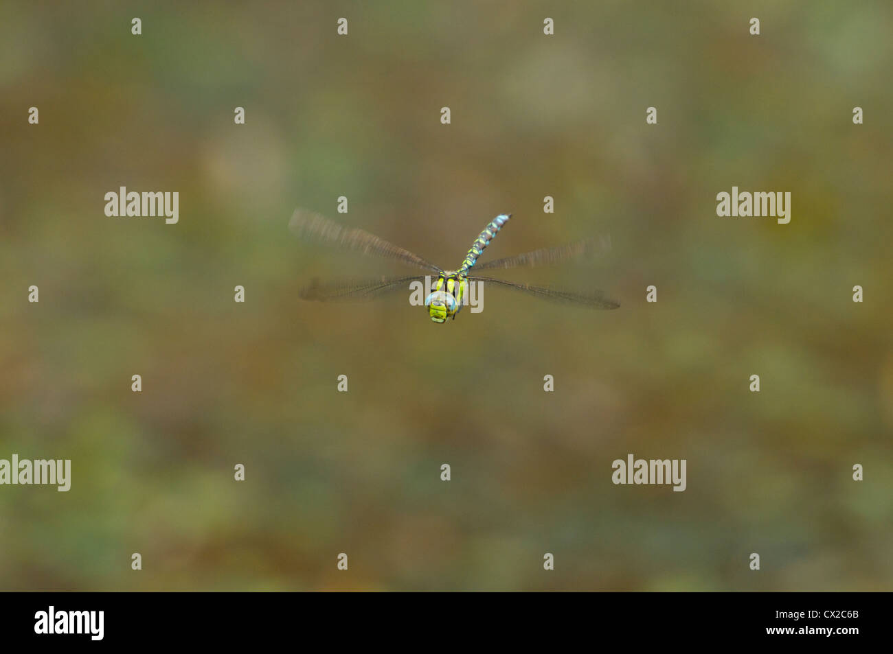 Emperor dragonfly in flight over heathland pond Stock Photo - Alamy