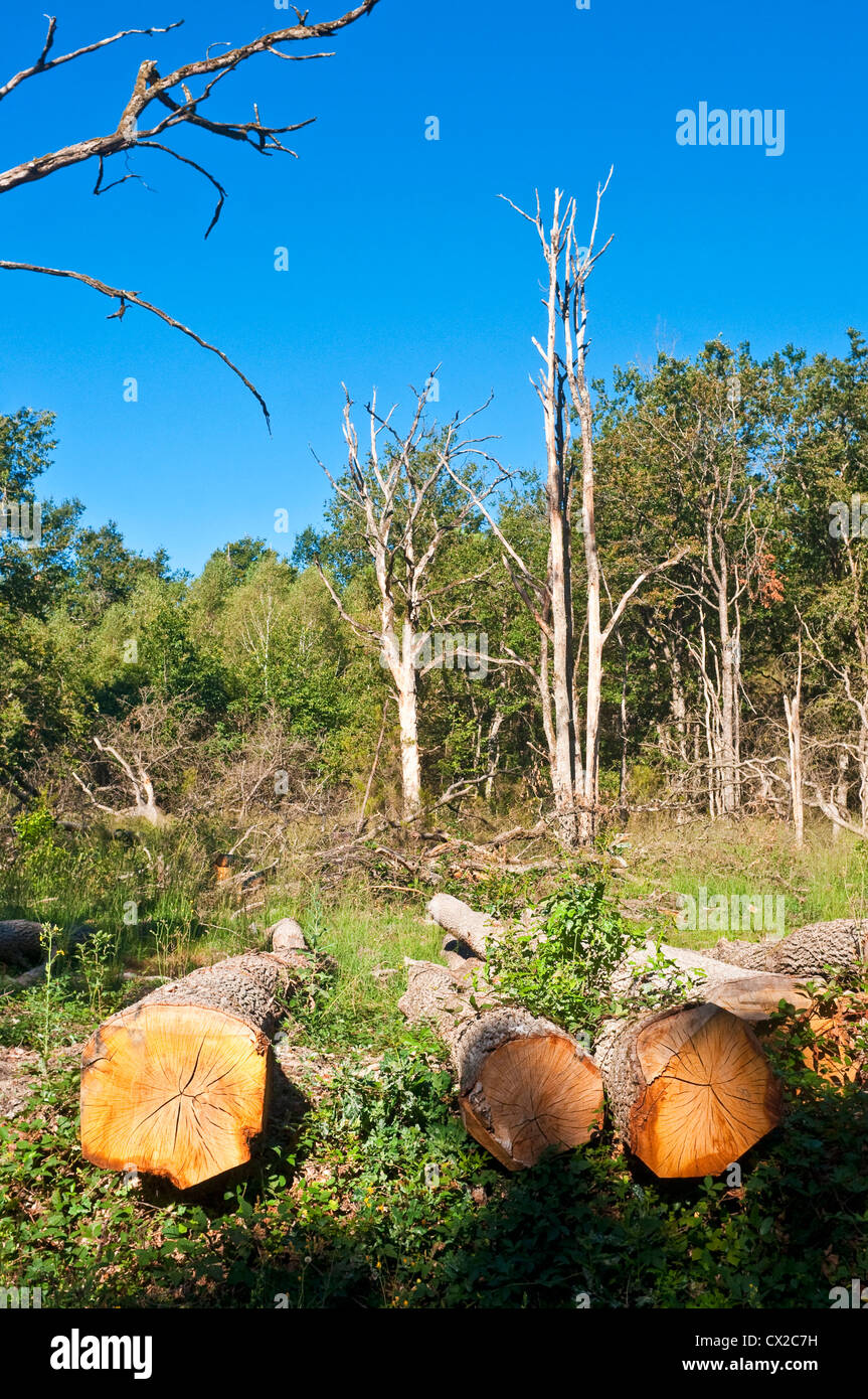 Felled tree logs in mixed woodland - France Stock Photo - Alamy