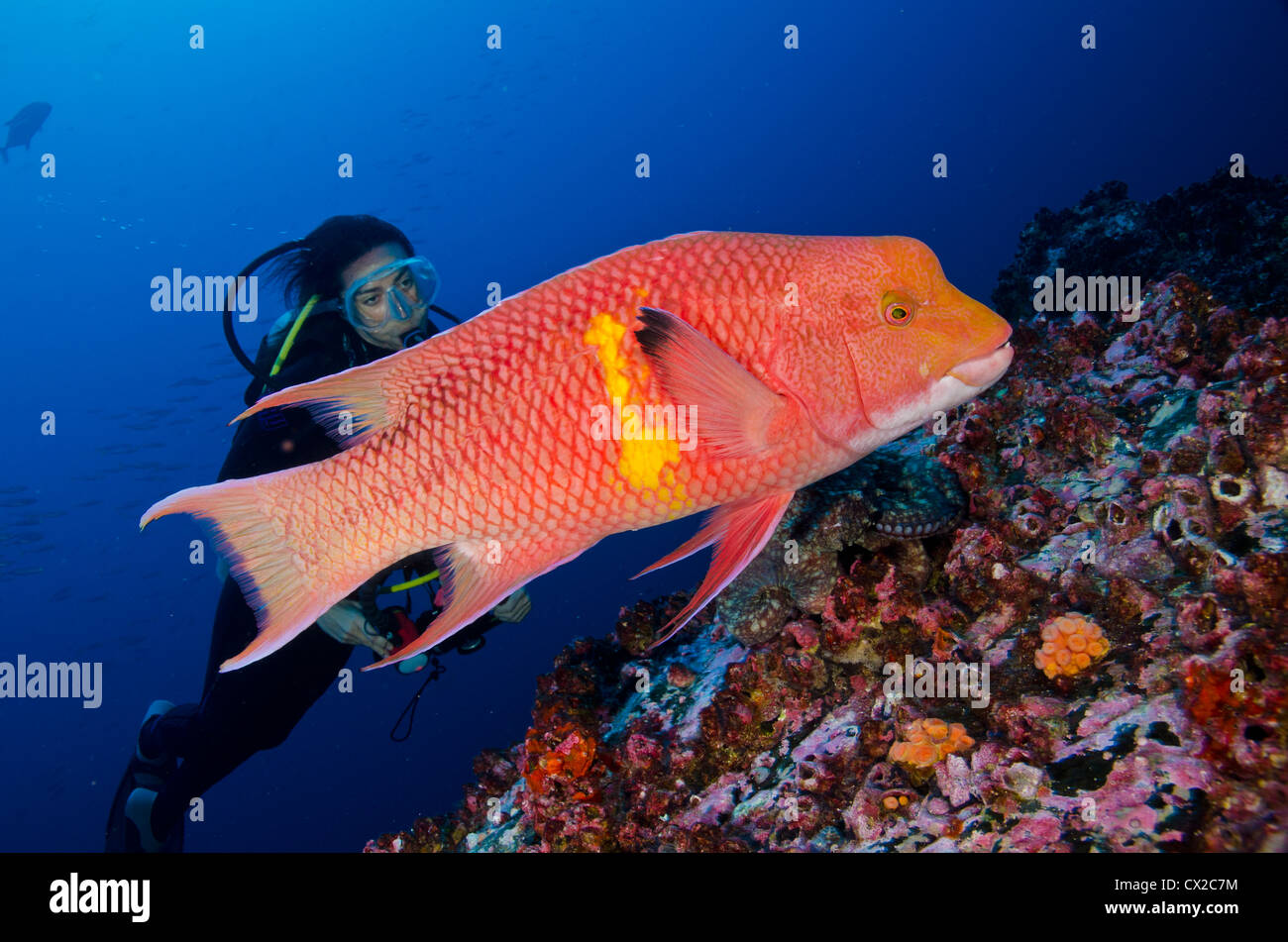 Cocos Island, Costa Rica, underwater sea life, diver, fish, mexican hog ...