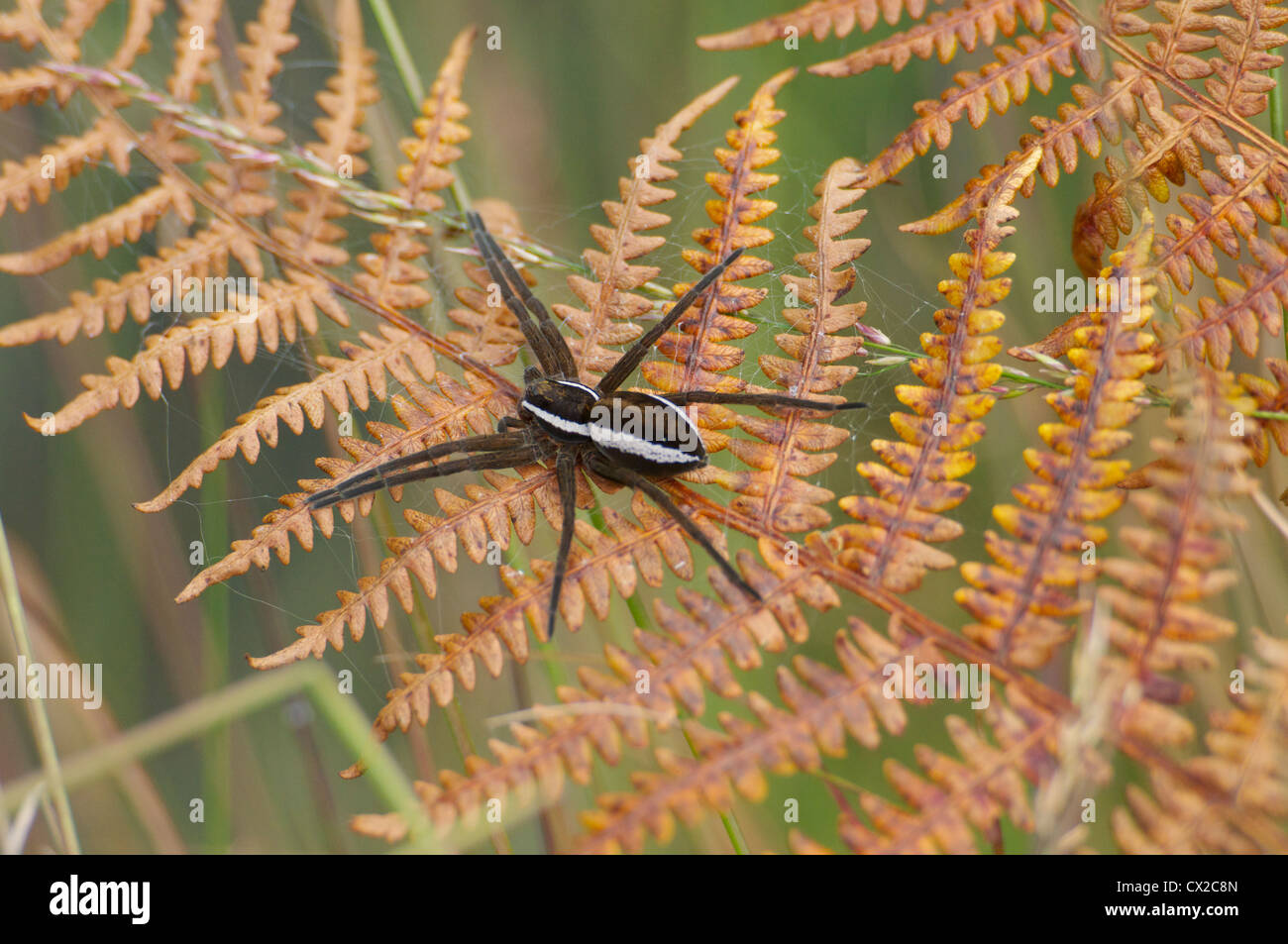 Raft Spider on fern leaf Stock Photo - Alamy