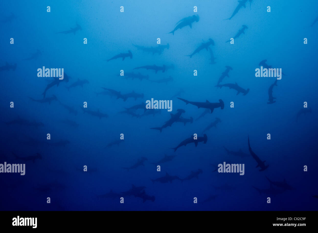 Cocos Island, Costa Rica, underwater sea life, blue water, clear water ...