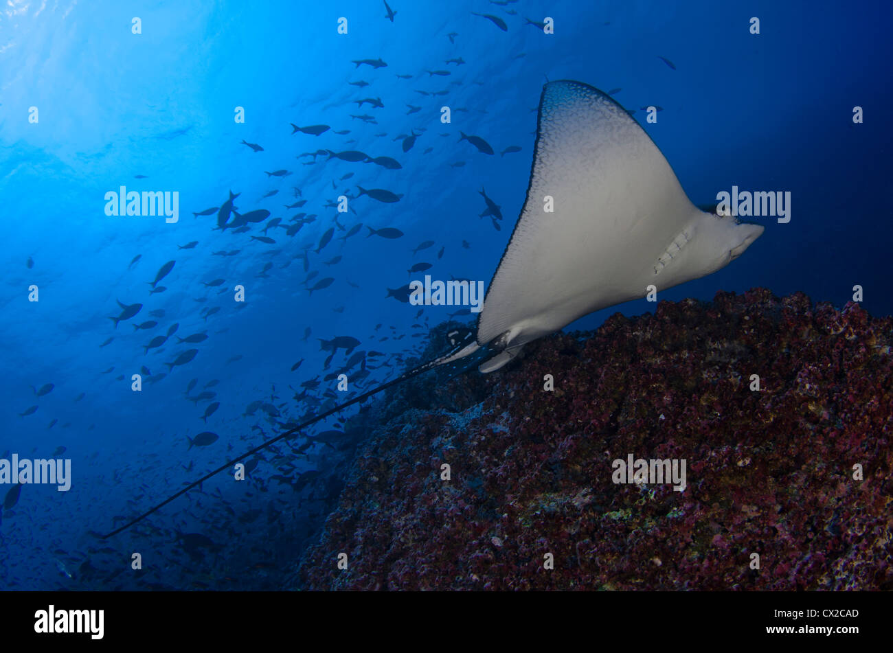 Cocos Island, Costa Rica, underwater sea life, eagle ray, blue water ...
