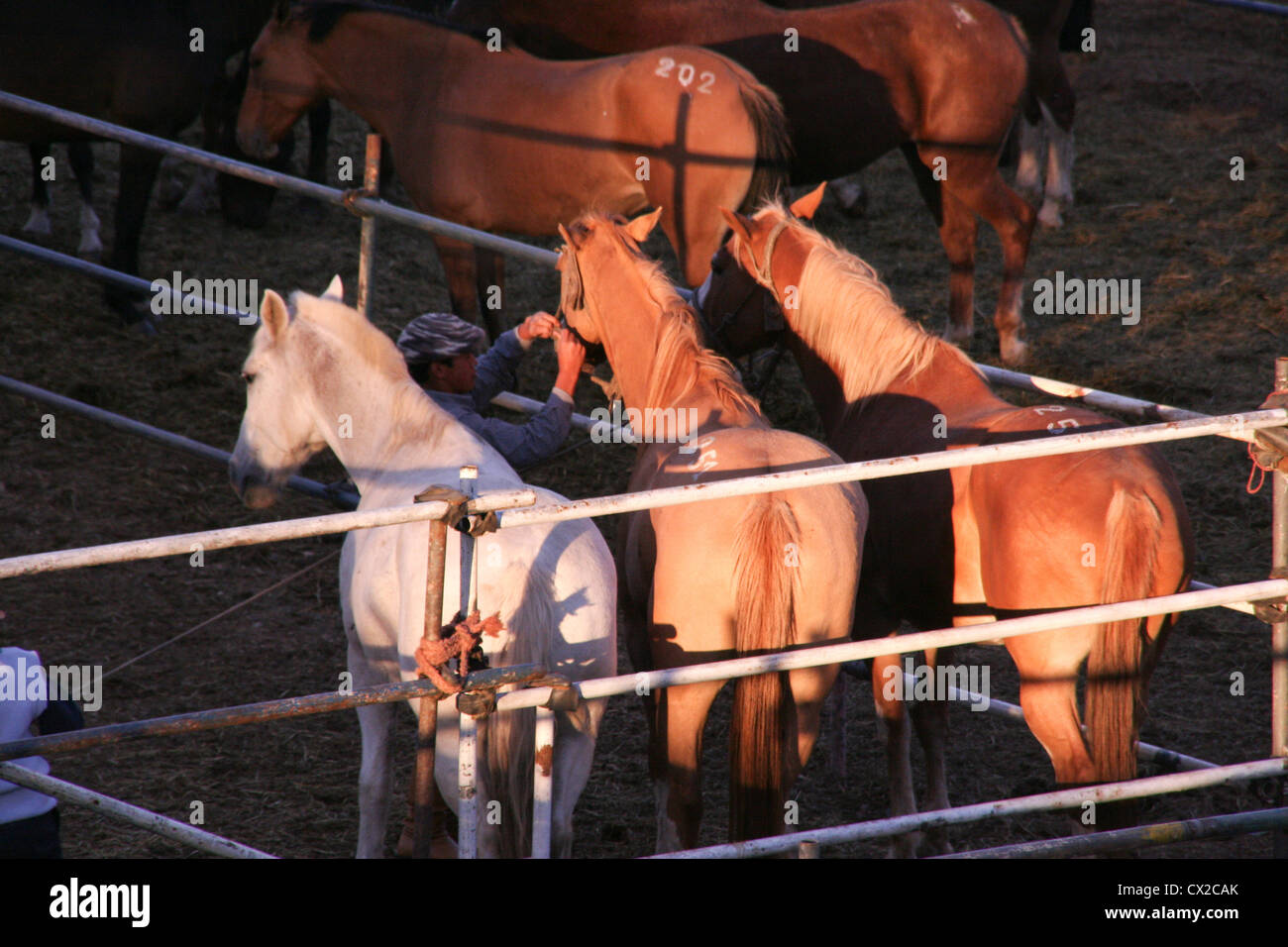 Gauchos uruguay hi-res stock photography and images - Alamy
