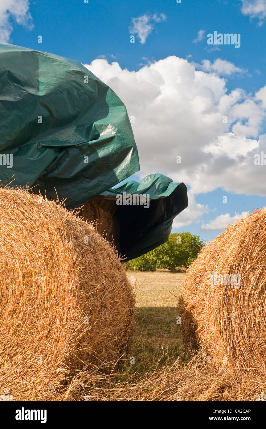 Stack of straw bales covered in plastic protective sheeting - sud ...