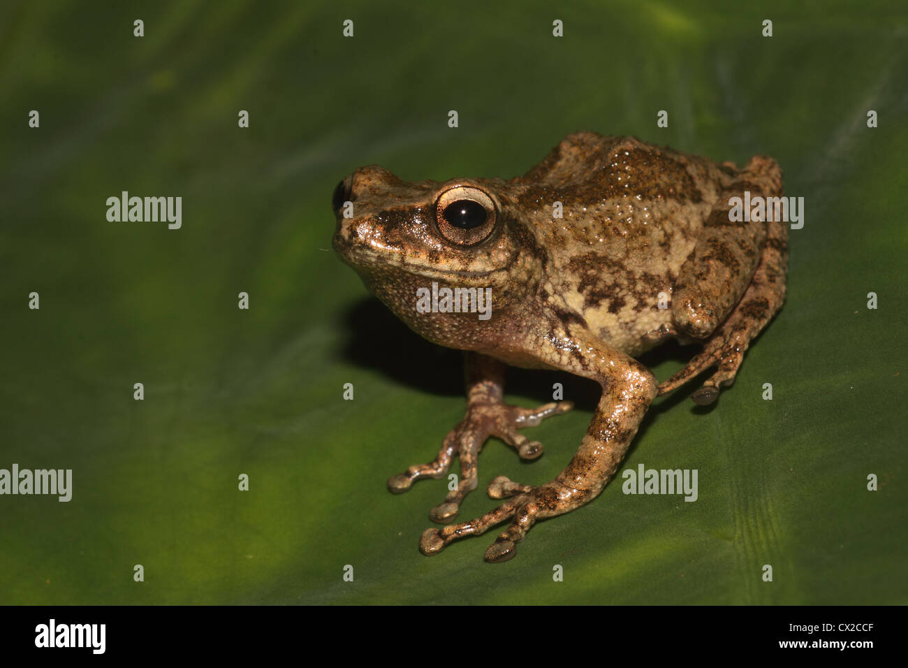 Western tree frog hi-res stock photography and images - Alamy