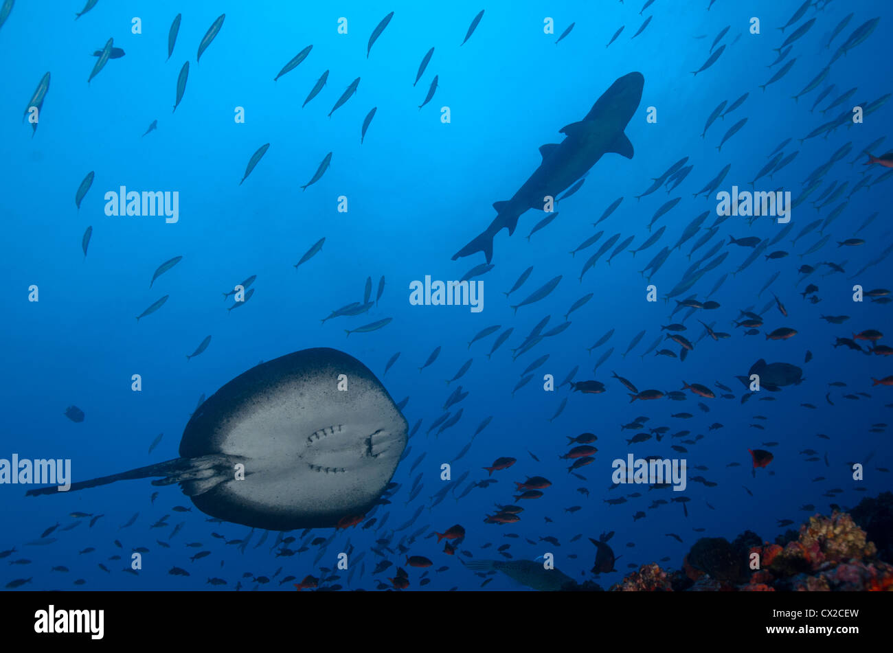 Cocos Island, Costa Rica, underwater sea life, shark, eagle ray, blue ...