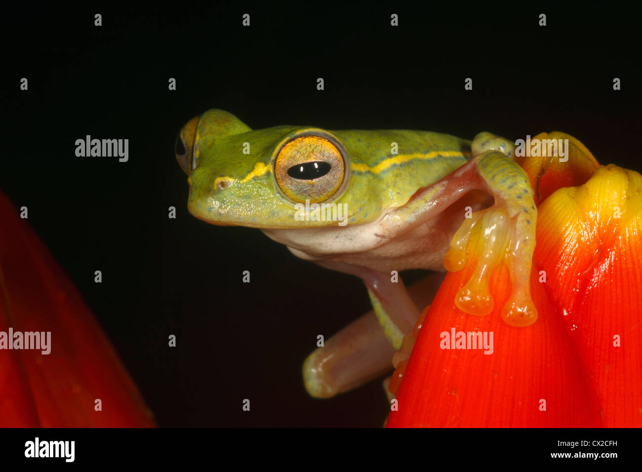 Western ghats india amphibian hi-res stock photography and images - Alamy